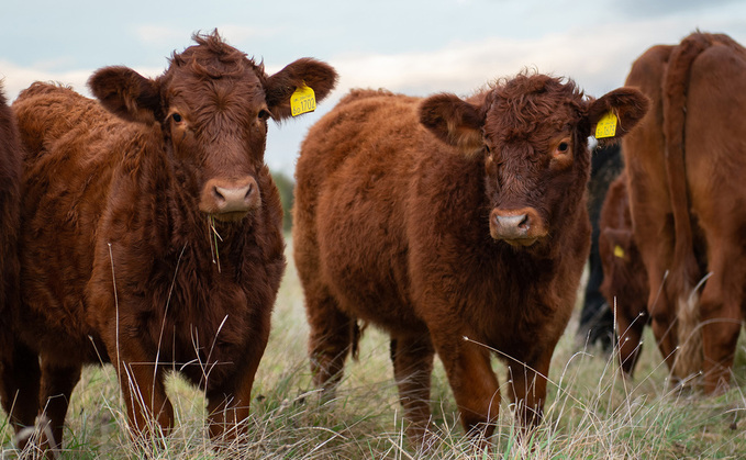 Net Zero Beef Is Now a Reality - Agricarbon